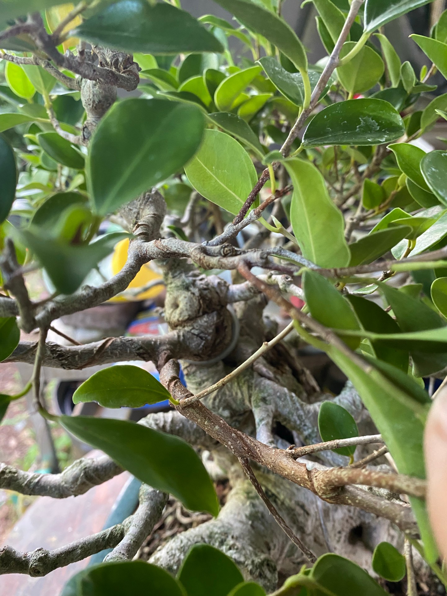 Still building a ficus – Adam's Art and Bonsai Blog
