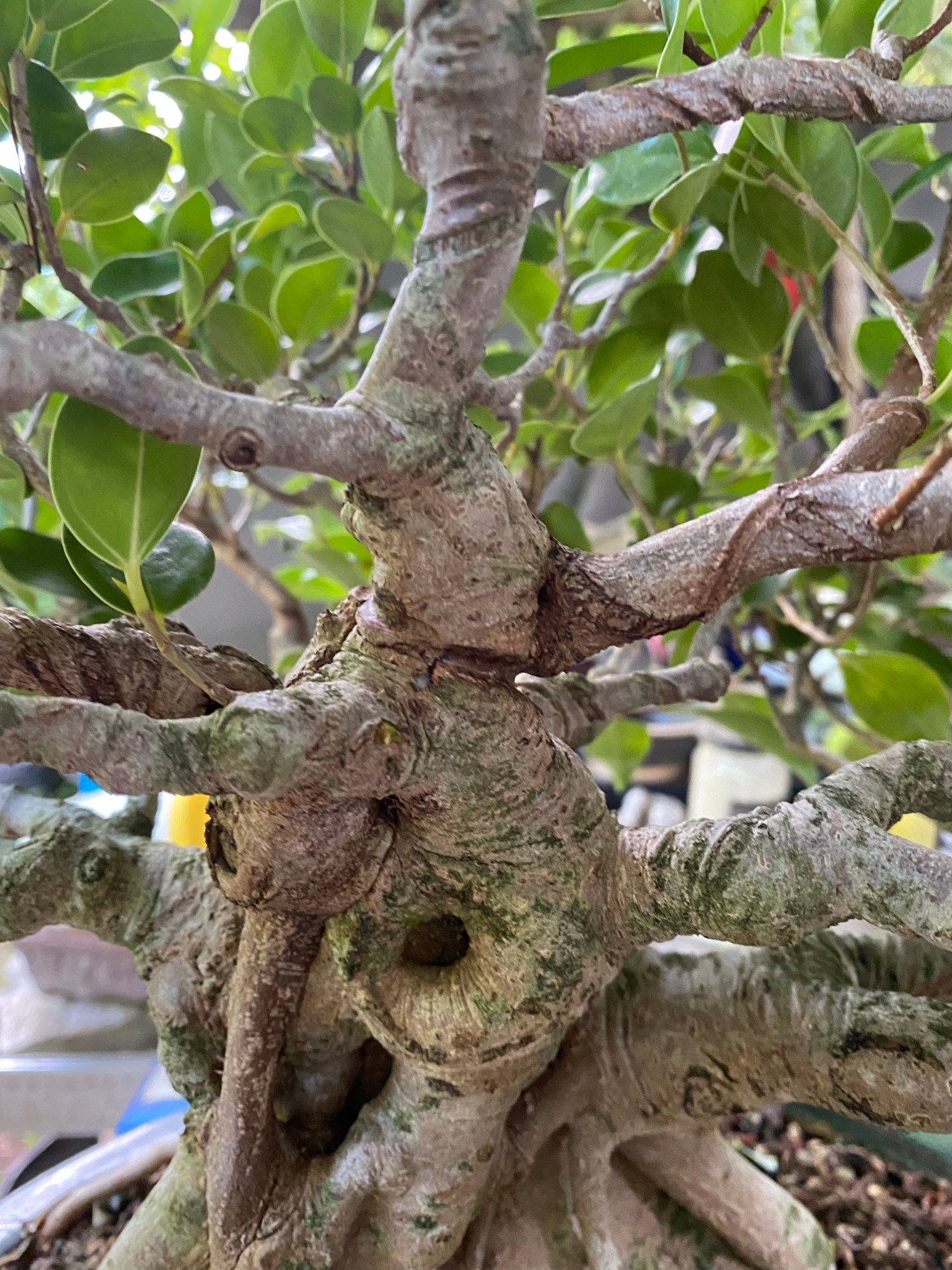 Still building a ficus – Adam's Art and Bonsai Blog