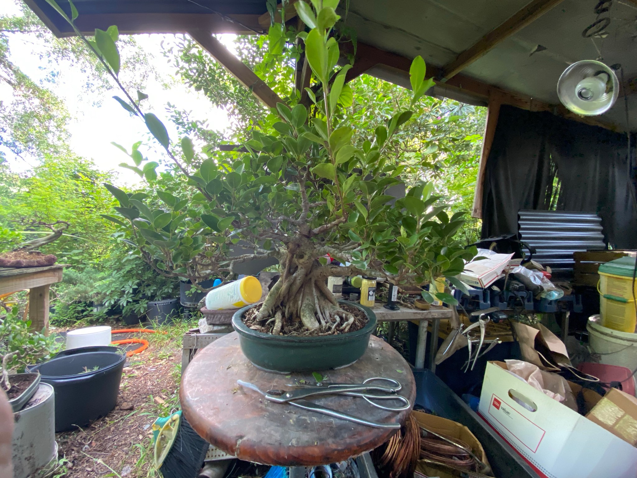 Still building a ficus – Adam's Art and Bonsai Blog