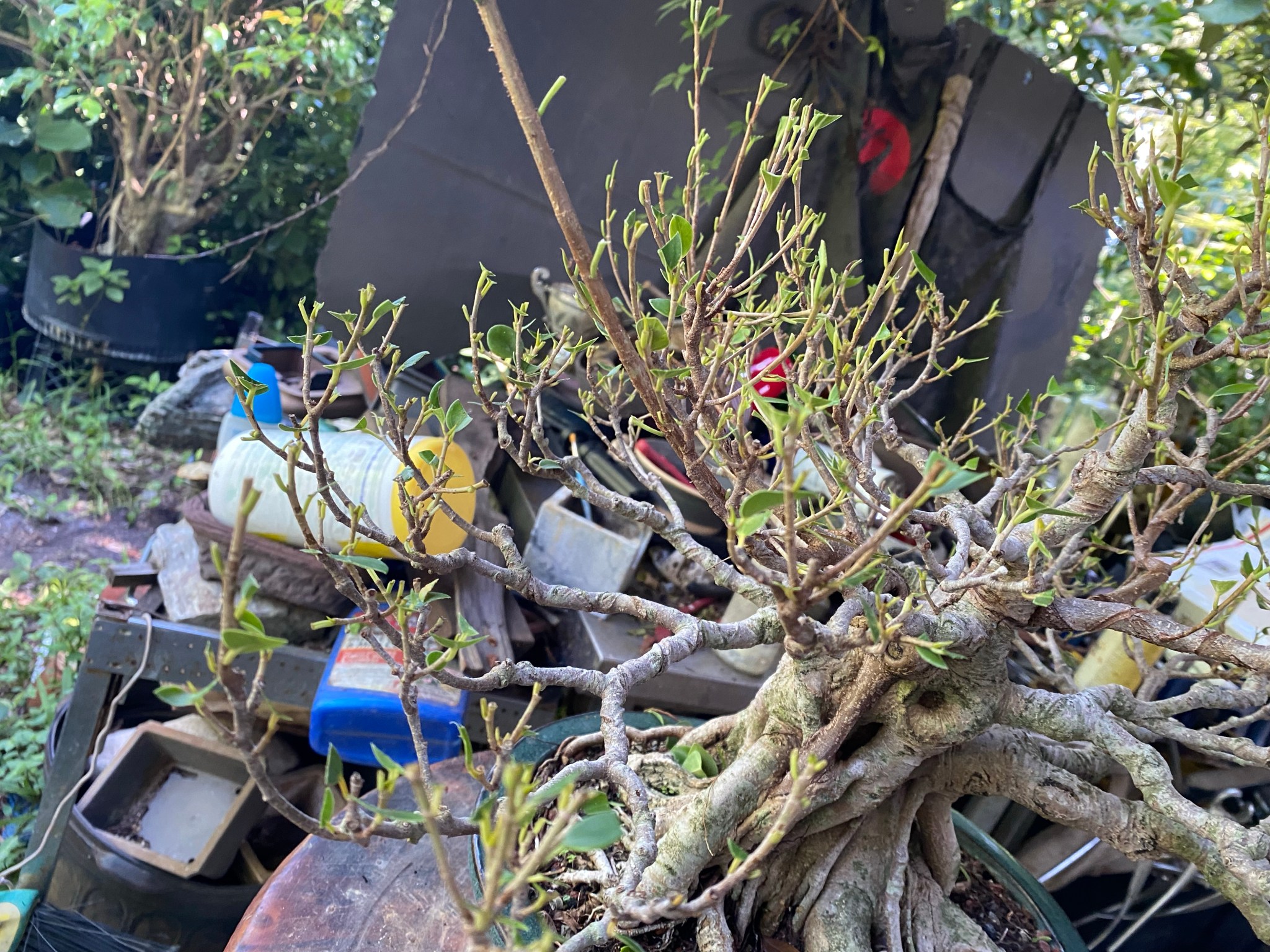 Still building a ficus – Adam's Art and Bonsai Blog