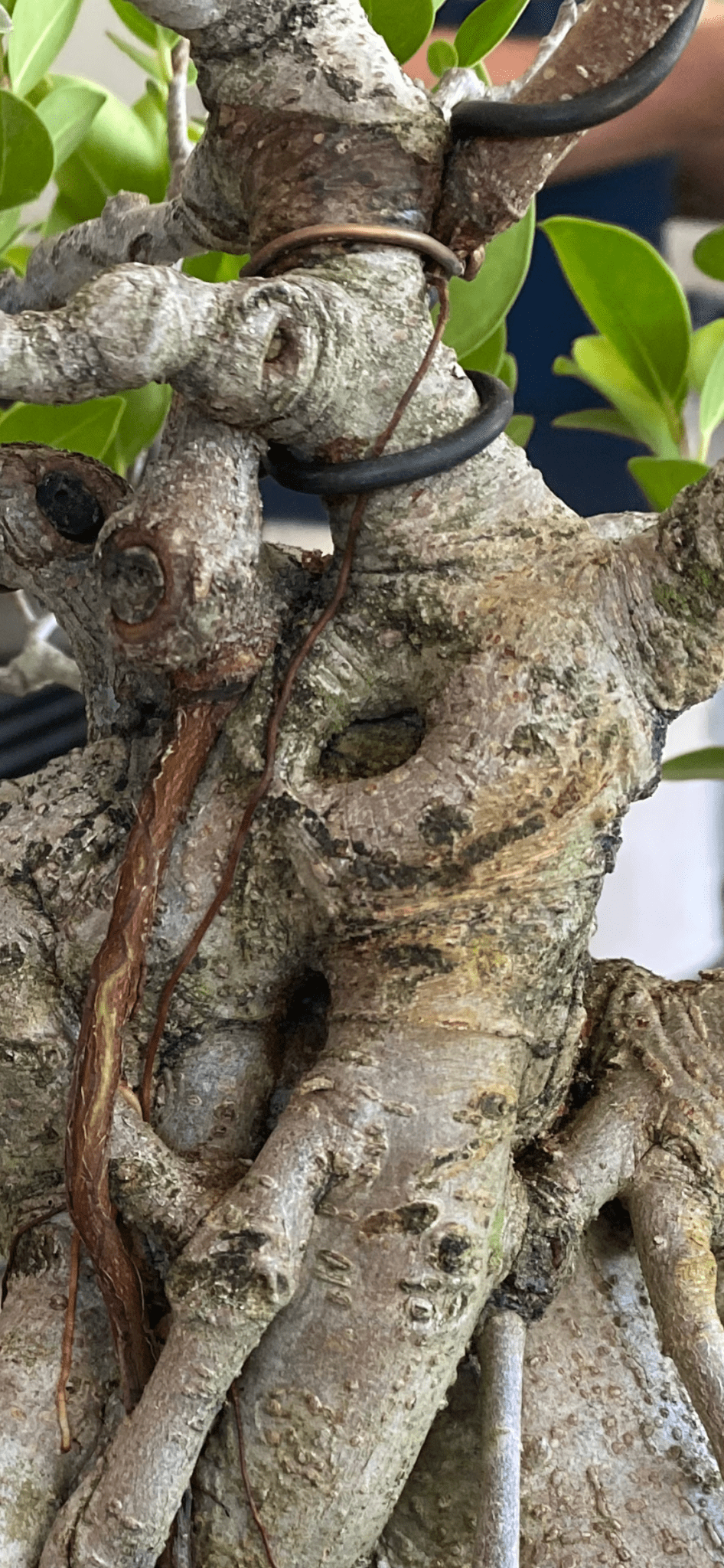 Still building a ficus – Adam's Art and Bonsai Blog