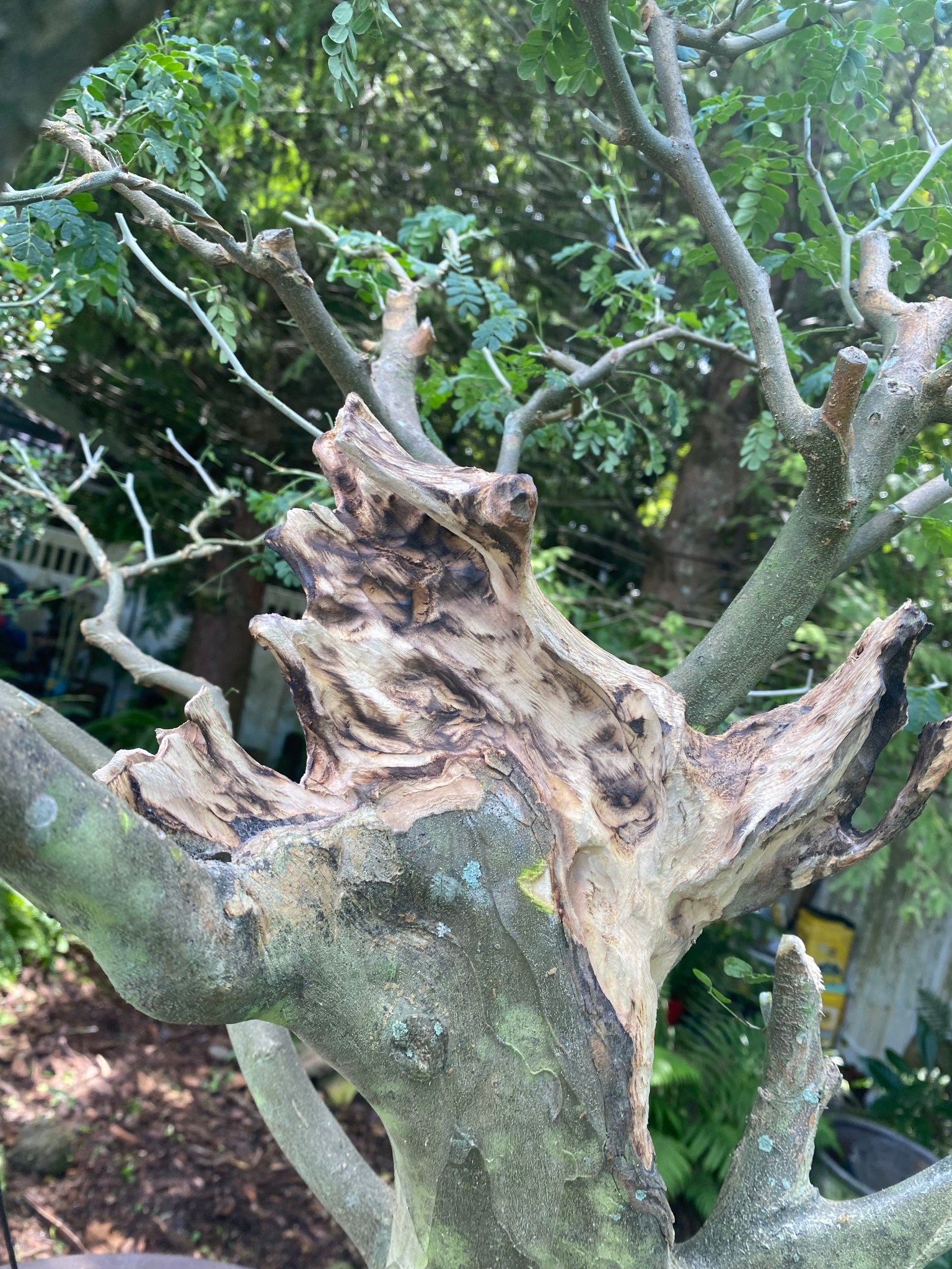 Art is a lie that makes us see the Truth – Adam's Art and Bonsai Blog