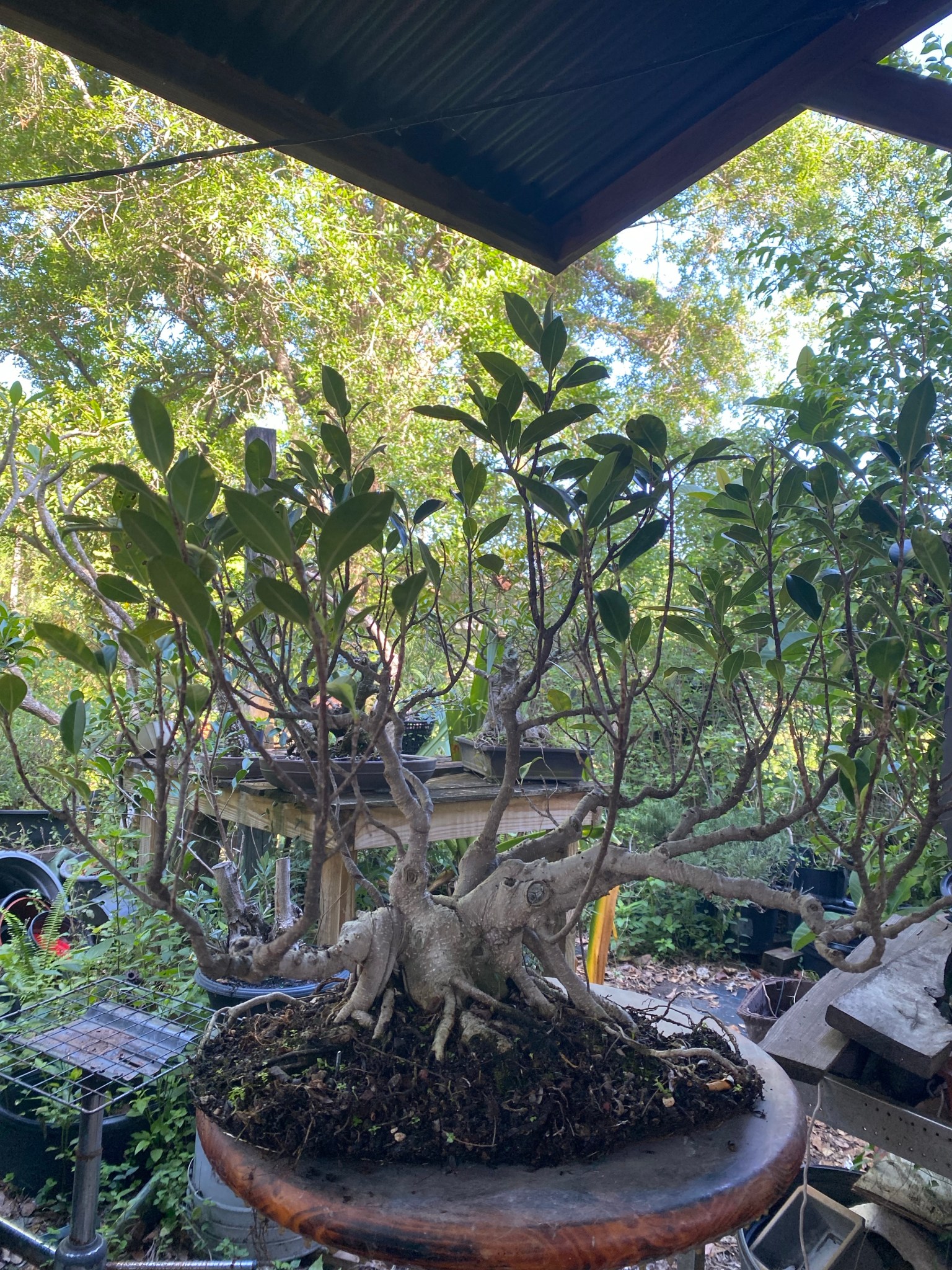 Rehabbing a neglected banyan ficus – Adam's Art and Bonsai Blog