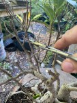 Rehabbing a neglected banyan ficus – Adam's Art and Bonsai Blog