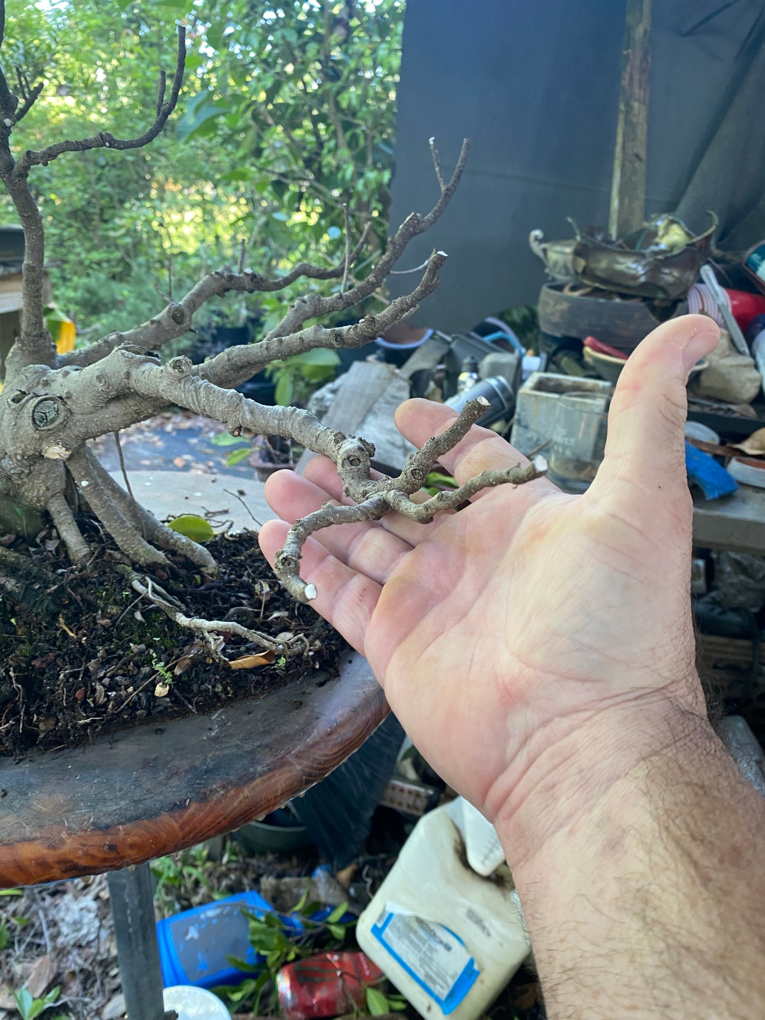 Rehabbing a neglected banyan ficus – Adam's Art and Bonsai Blog