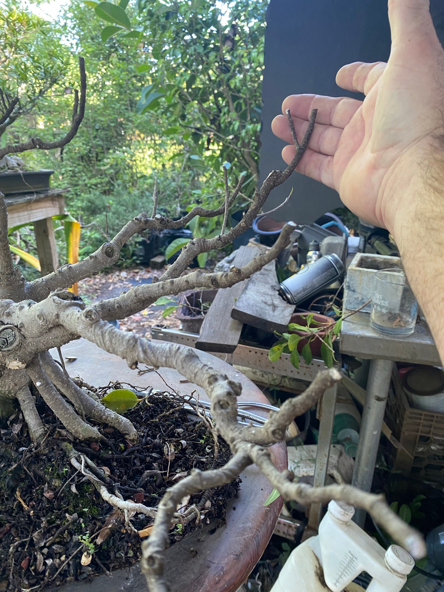 Rehabbing a neglected banyan ficus – Adam's Art and Bonsai Blog