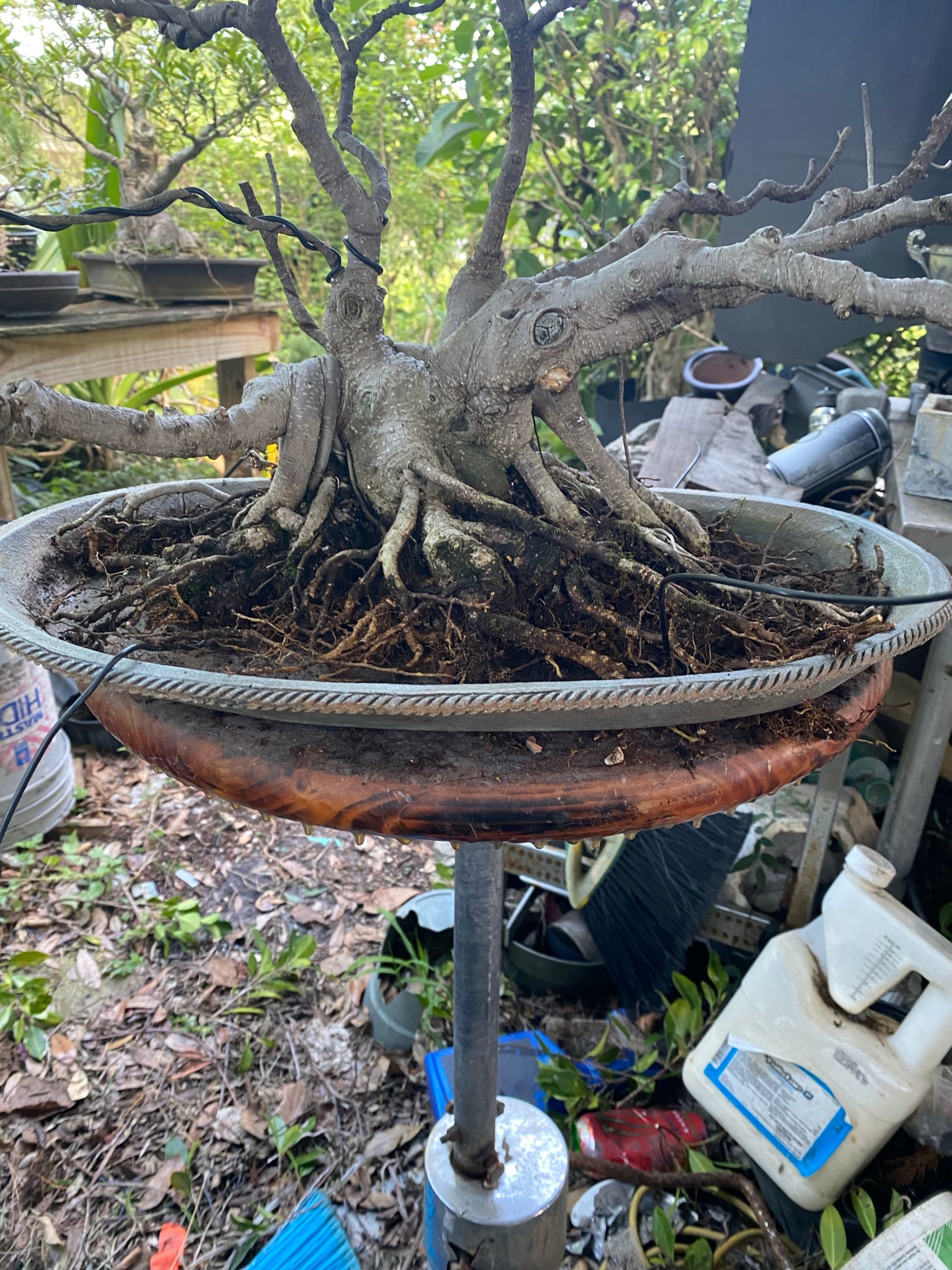 Rehabbing a neglected banyan ficus – Adam's Art and Bonsai Blog