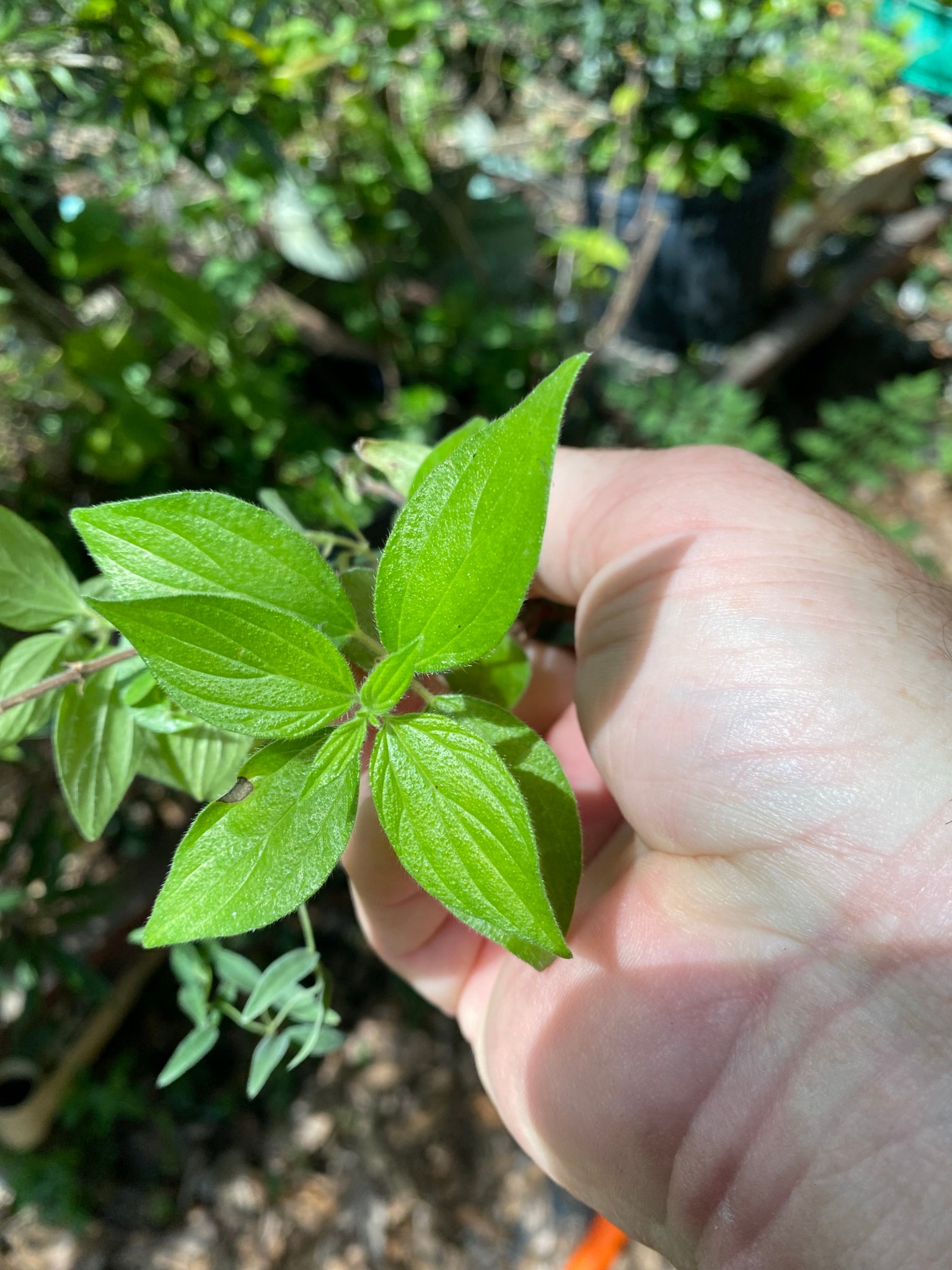Rehabbing a neglected banyan ficus – Adam's Art and Bonsai Blog