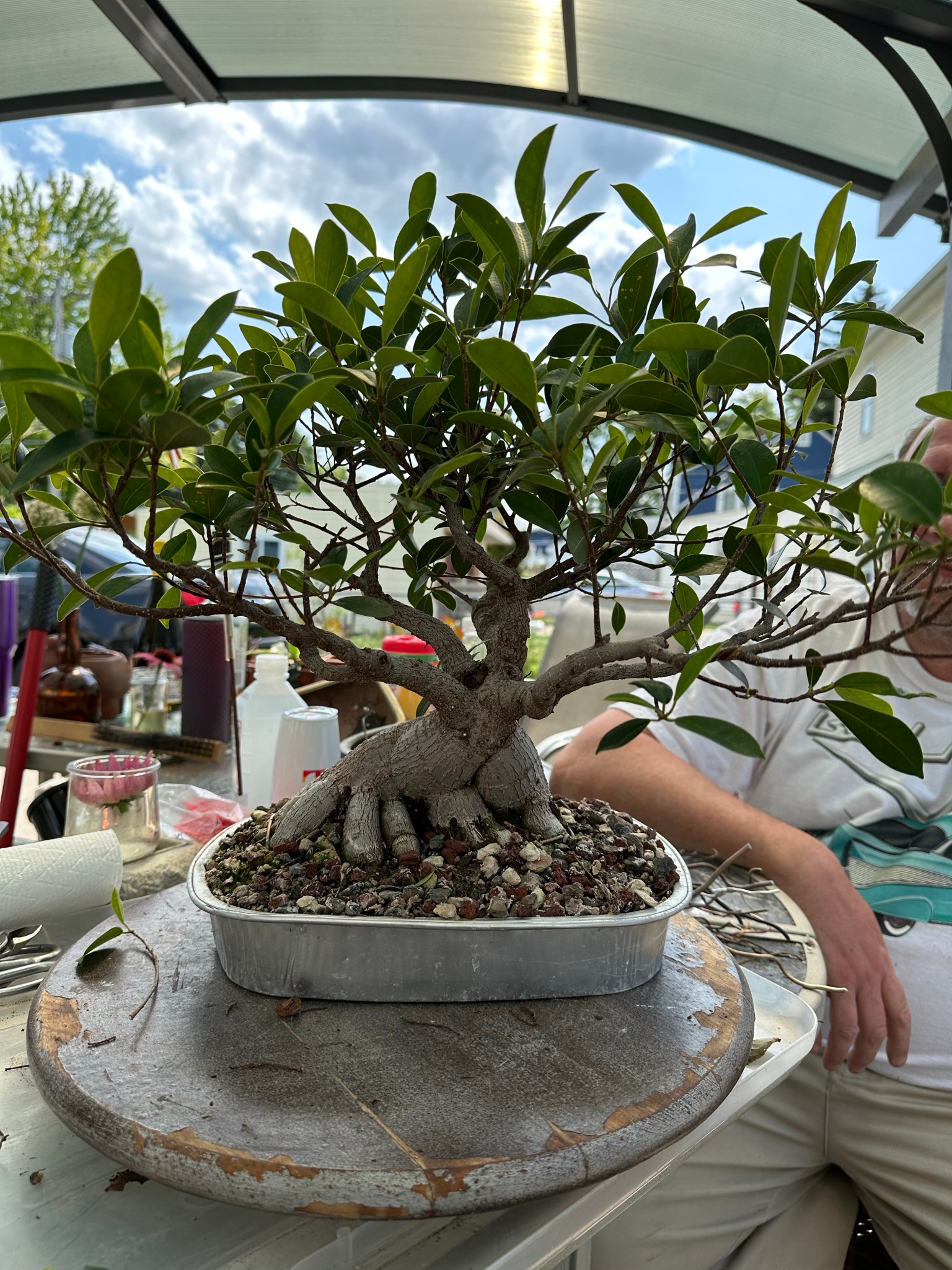 Ground Layered Fig Dip – Adam's Art and Bonsai Blog