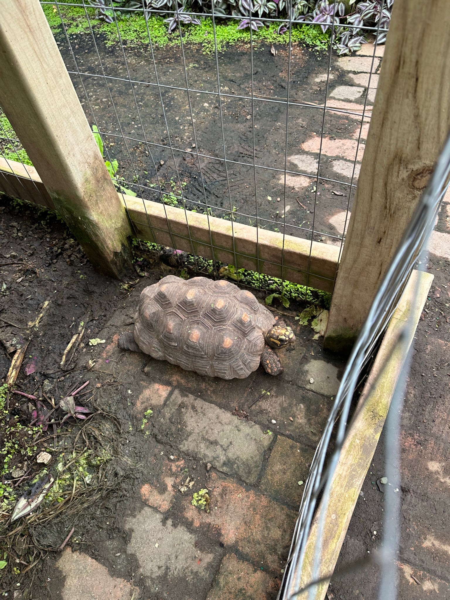 Ground Layered Fig Dip – Adam's Art and Bonsai Blog