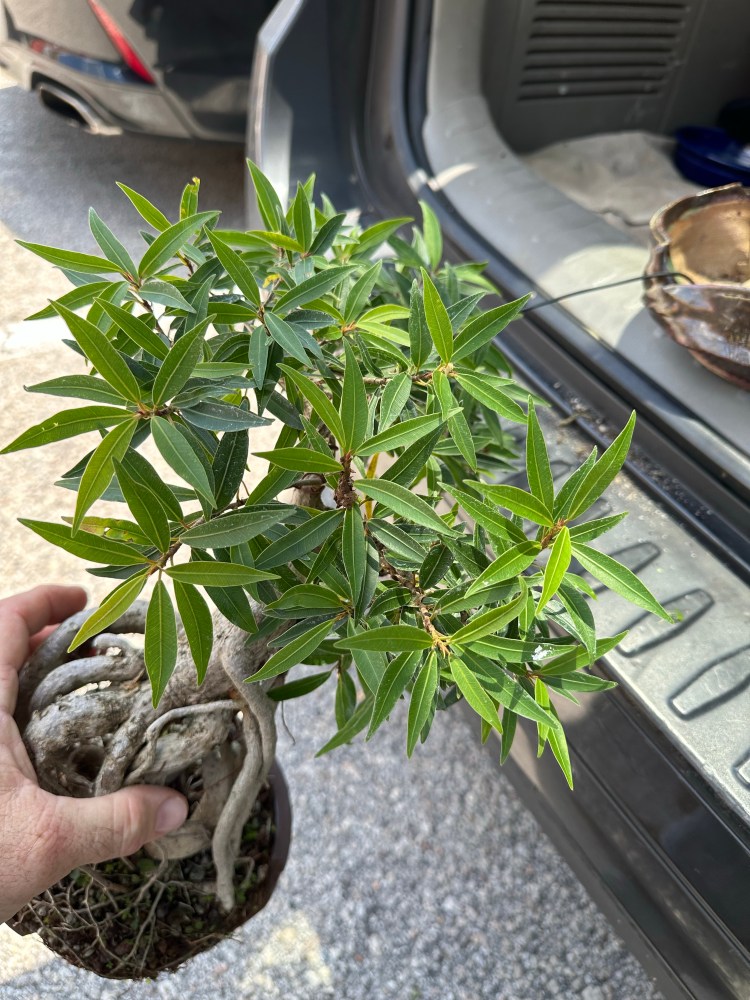 Back Bumper Bonsai – Adam's Art and Bonsai Blog