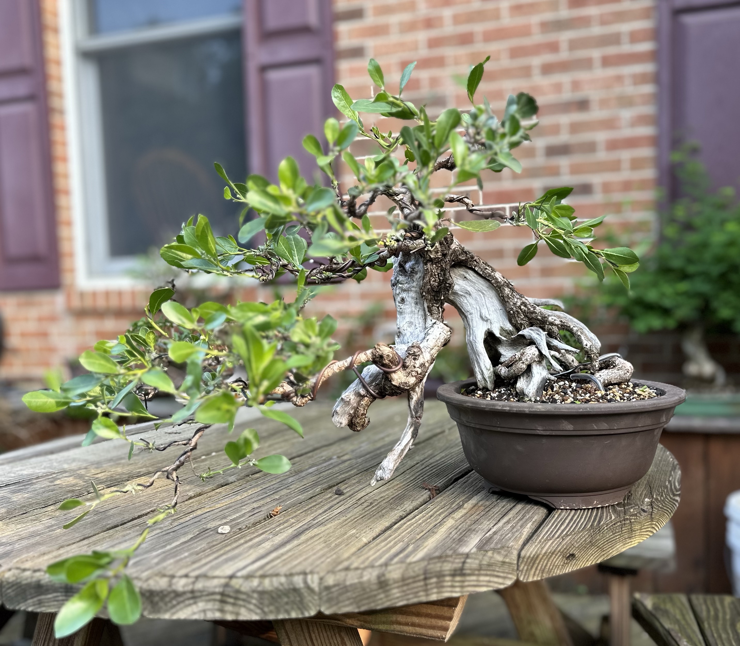 LeAnn’s buttonwood – Adam's Art and Bonsai Blog