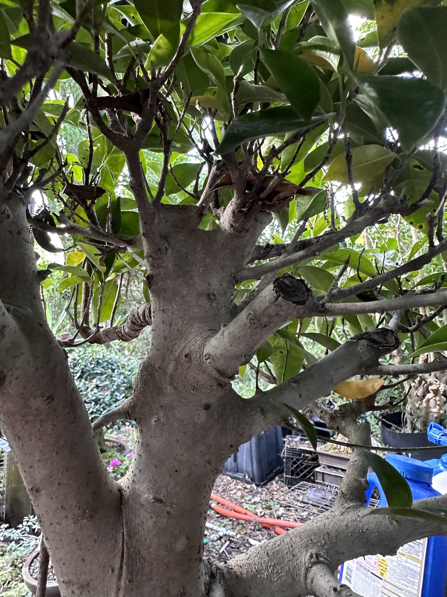 Ficus microcarpa from an auction…..3 years later.. – Adam's Art and ...