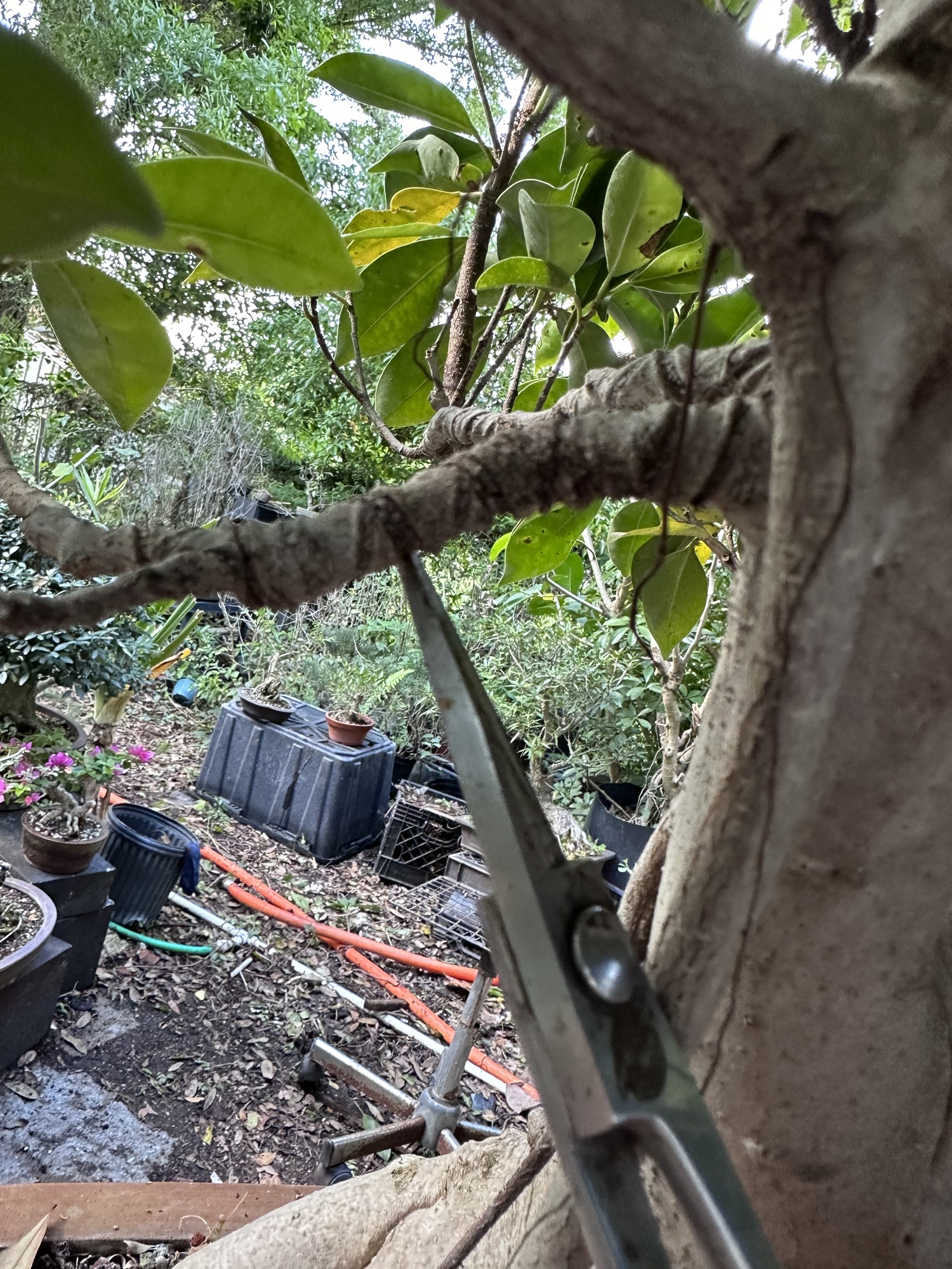 Ficus microcarpa from an auction…..3 years later.. – Adam's Art and ...