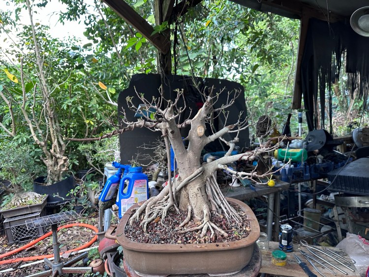 Ficus microcarpa from an auction…..3 years later.. – Adam's Art and ...