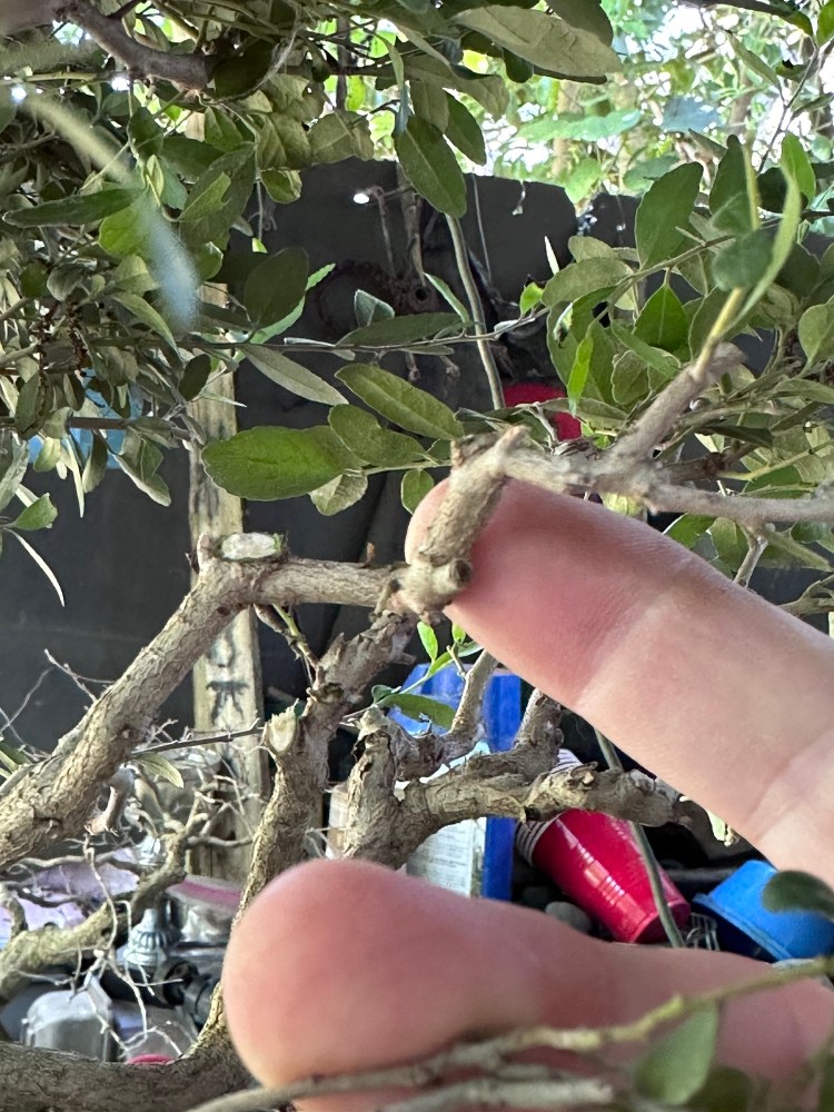 A sweet, Dwarf Yaupon Holly – Adam's Art and Bonsai Blog