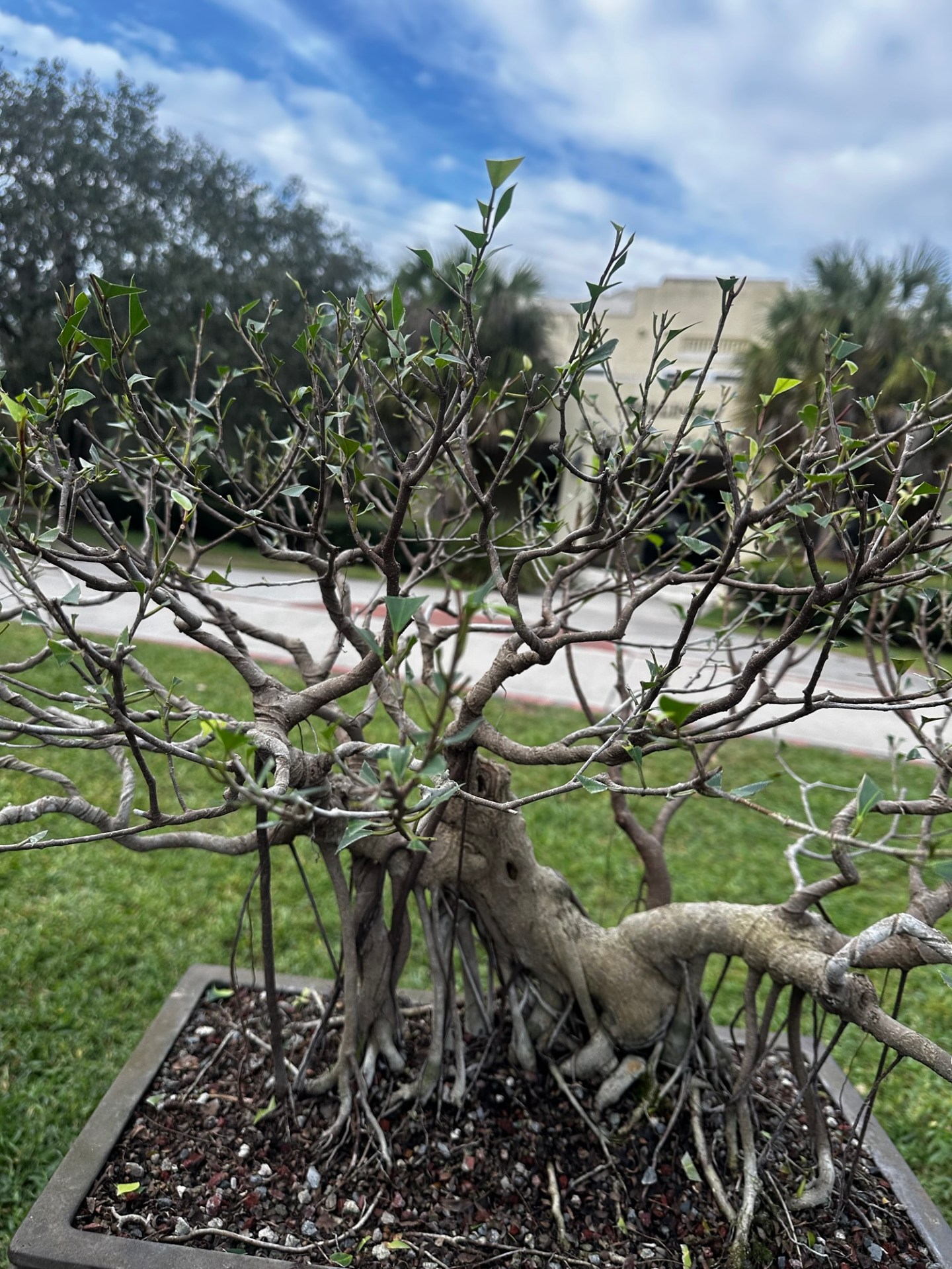 Makin’ my way in the world today – Adam's Art and Bonsai Blog