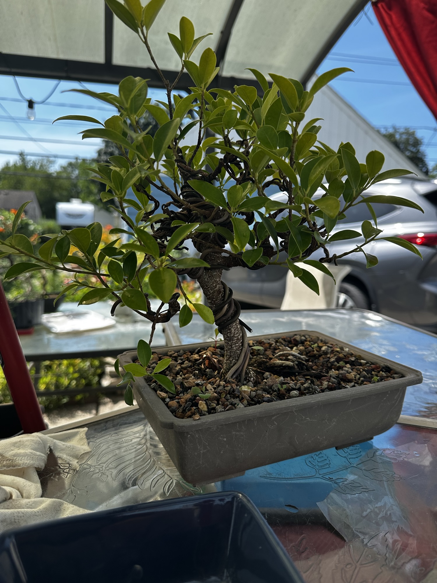 Holy Toledo, this tree is outta this world – Adam's Art and Bonsai Blog